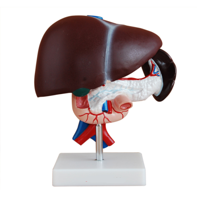 Mô hình giải phẫu gan, tụy và tá tràng XC-311 - KHO VẬT TƯ THIẾT BỊ